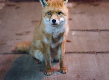 Kitsune: A Short Film about a Boy and a Fox | The Supernatural Fox Sisters